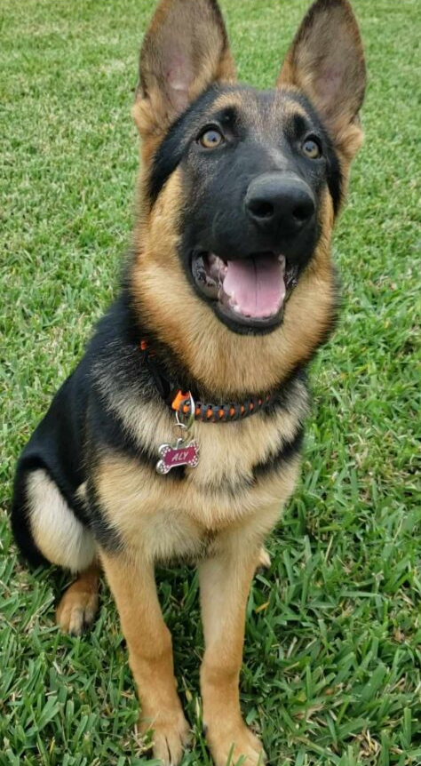 About Us - GSD Paracords